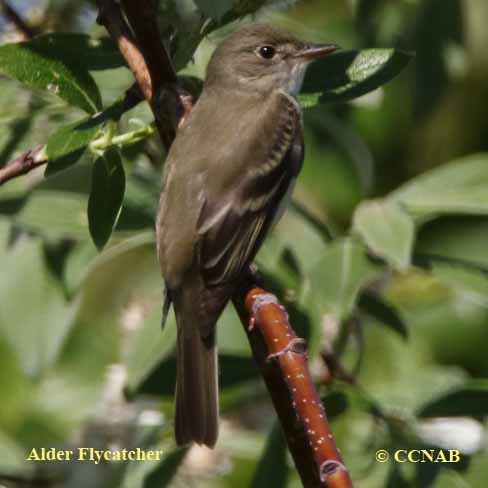 Alder Flycatcher - North American Birds - Birds of North America