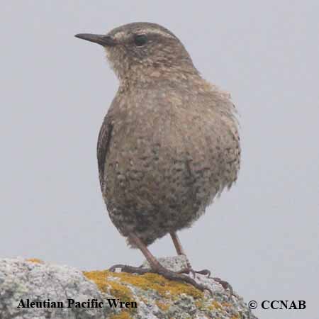 Pacific Wren (Aleutian) (Troglodytes pacificus alascensis) - North ...