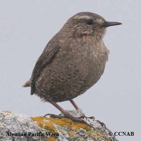 Pacific Wren (Aleutian) (Troglodytes pacificus alascensis) - North ...