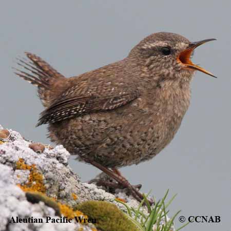 Pacific Wren (Aleutian) (Troglodytes pacificus alascensis) - North ...