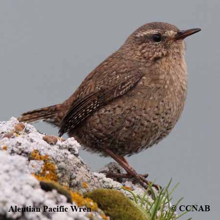 Pacific Wren (Aleutian) (Troglodytes pacificus alascensis) - North ...