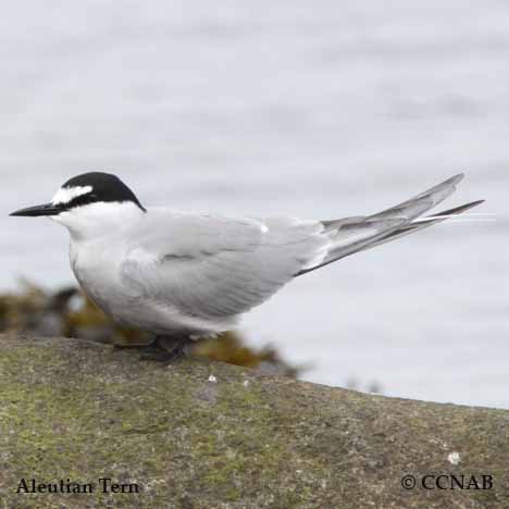 Aleutian Tern (Onychoprion aleuticus) - North American Terns - Birds of ...