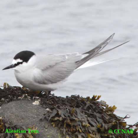 Aleutian Tern (Onychoprion aleuticus) - North American Terns - Birds of ...
