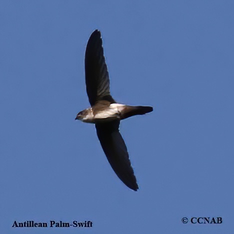 Antillean Palm-Swift (Tachornis phoenicobia) - North American Birds ...
