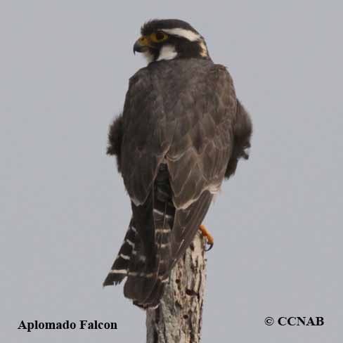 Aplomado Falcon (Falco femoralis) - North American Birds - Birds of ...