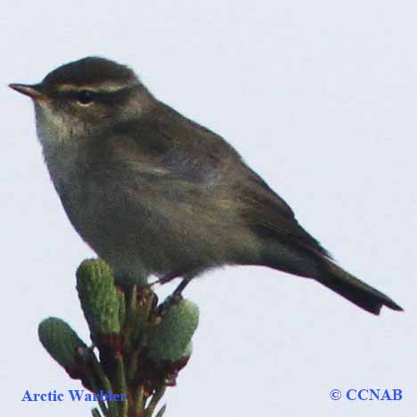 Arctic Warbler (Phylloscopus borealis) - North American Birds - Birds ...