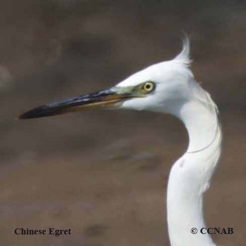 Egret Species - North American Birds - Birds of North America