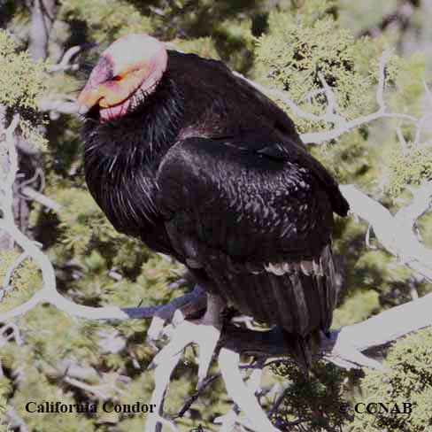 California Condor (Gymnogyps californianus) - North American Birds ...