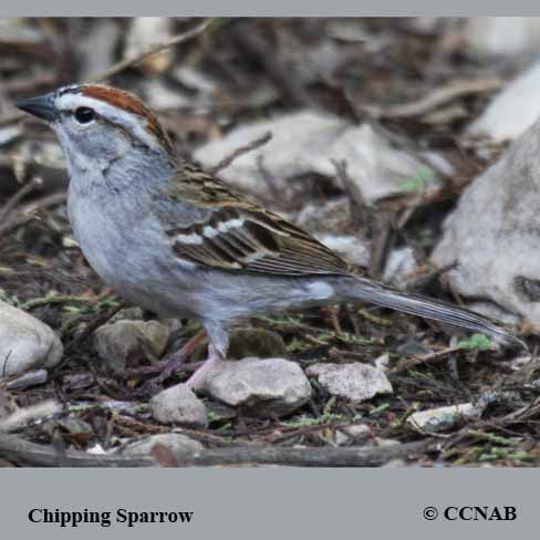 Chipping Sparrow (Spizella passerina) - North American Birds - Birds of ...