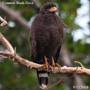 Hawks - North American Birds - Birds of North America