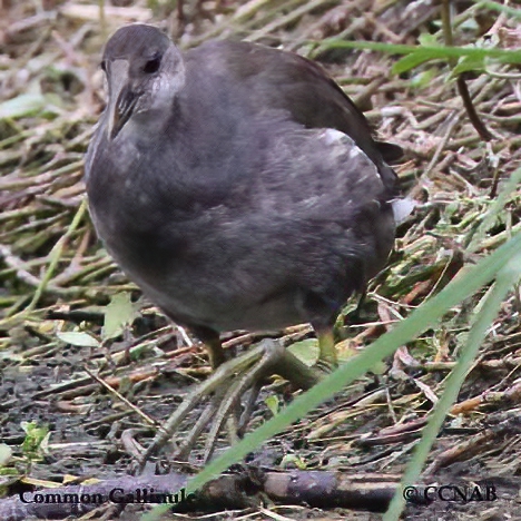 Common Gallinule (Gallinula galeata) - North American Gallinules ...