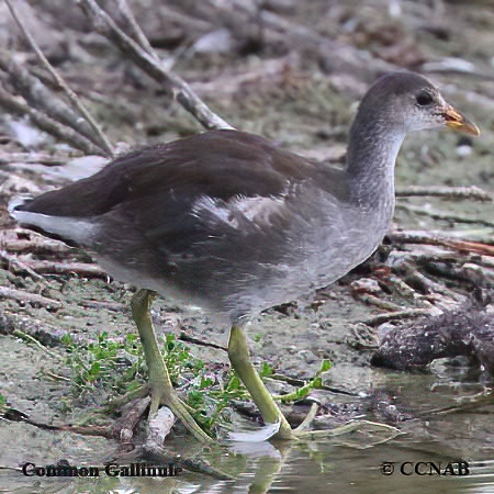 Common Gallinule (Gallinula galeata) - North American Gallinules ...