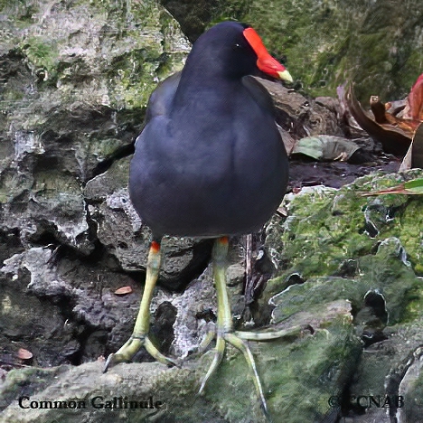 Common Gallinule (Gallinula galeata) - North American Gallinules ...