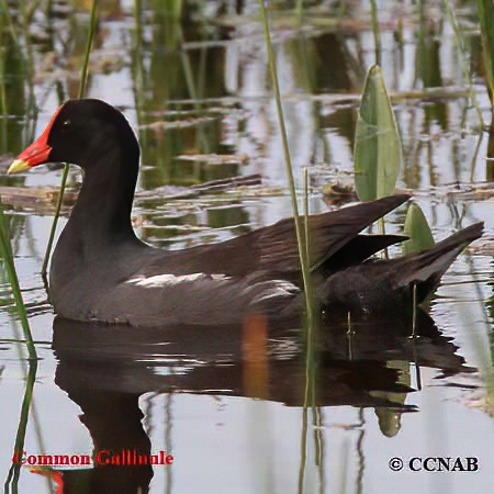 Common Gallinule (Gallinula galeata) - North American Gallinules ...