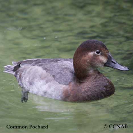 Common Pochard - North American Birds - Birds of North America