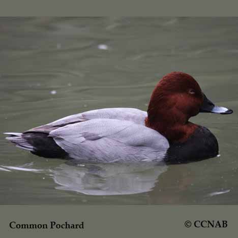 Common Pochard - North American Birds - Birds of North America
