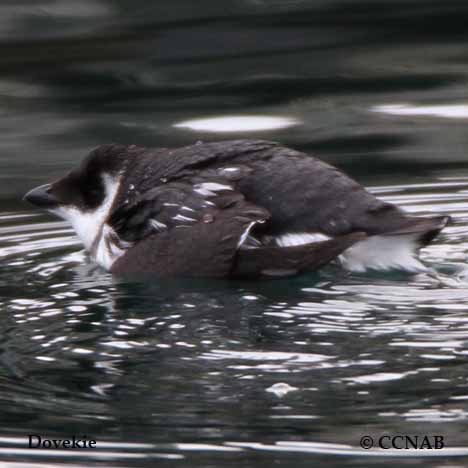 Dovekie (Alla alle) - North American Birds - Birds of North America