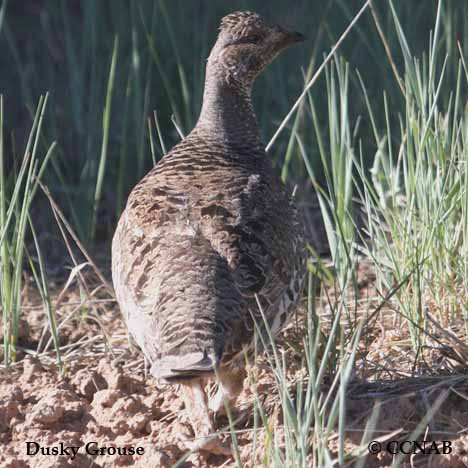 Dusky Grouse (Dendragapus obscurus) - North American Birds - Birds of ...