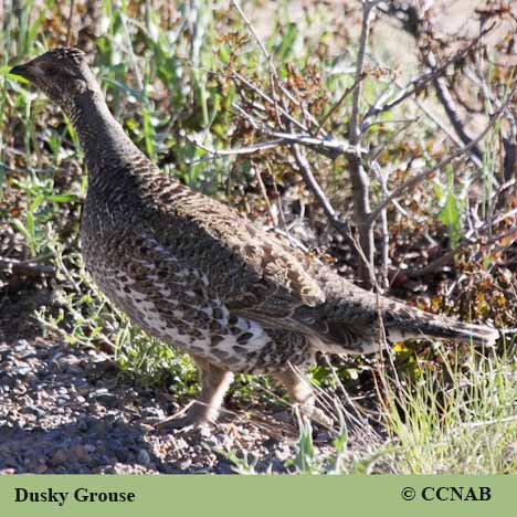 Dusky Grouse (Dendragapus obscurus) - North American Birds - Birds of ...