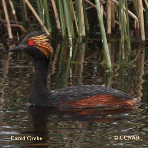 Eared Grebe (Podiceps nigricollis) - North American Birds - Birds of ...