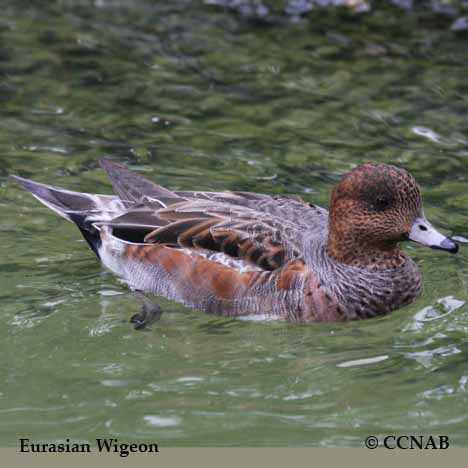 Eurasian Wigeon - North American Birds - Birds of North America