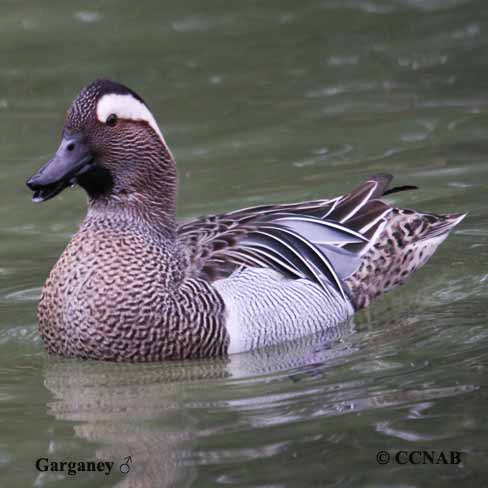 Garganey (Anas querquedula) - North American Birds - Birds of North America