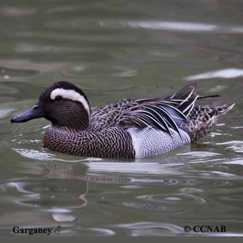 Garganey (Anas querquedula) - North American Birds - Birds of North America