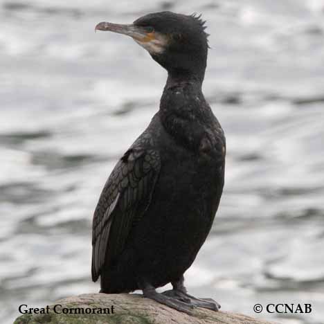 Great Cormorant - North American Birds - Birds of North America