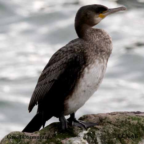 Great Cormorant - North American Birds - Birds of North America