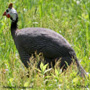 Game Birds - North American Birds - Birds of North America