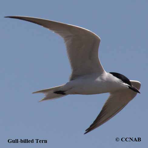 Gull-billed Tern (Gelochelidon nilotica) - North American Birds - Birds ...