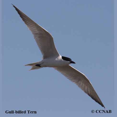 Gull-billed Tern (Gelochelidon nilotica) - North American Birds - Birds ...