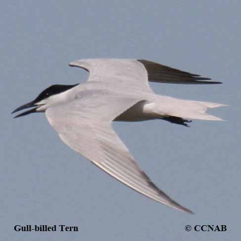 Gull-billed Tern (Gelochelidon nilotica) - North American Birds - Birds ...