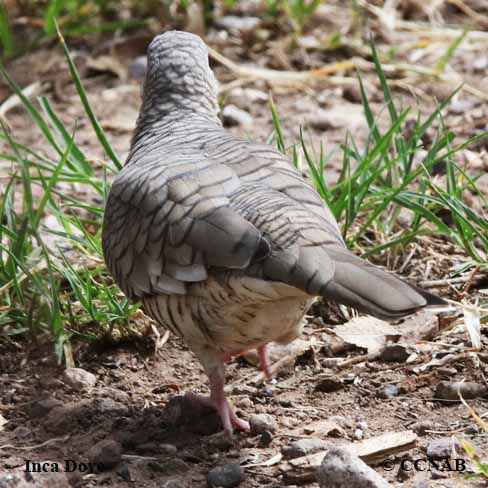 Inca Dove (Columbina inca) - North American Birds - Birds of North America