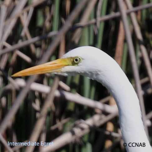 Egret Species - North American Birds - Birds of North America