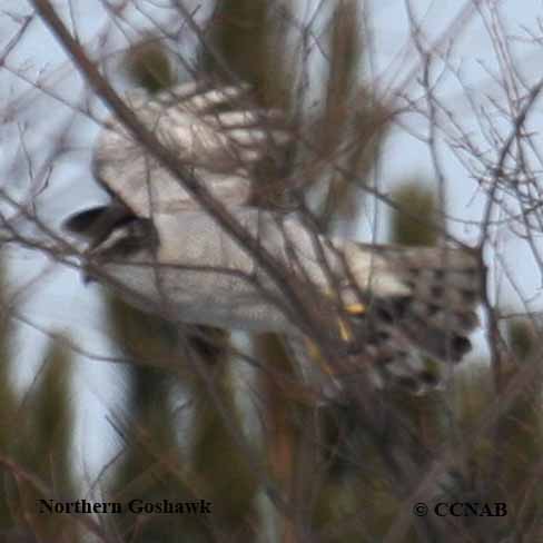 American Goshawk (Accipiter gentilis) - AGOS