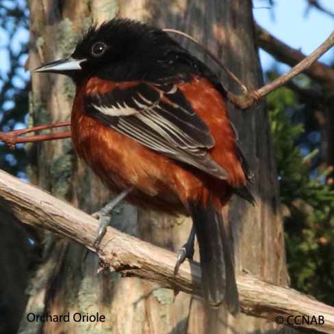 Orchard Oriole (Icterus spurius) - North American Birds - Birds of ...