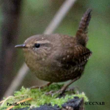 Pacific Wren - North American Birds - Birds of North America