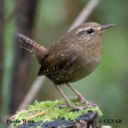 Pacific Wren - North American Birds - Birds of North America