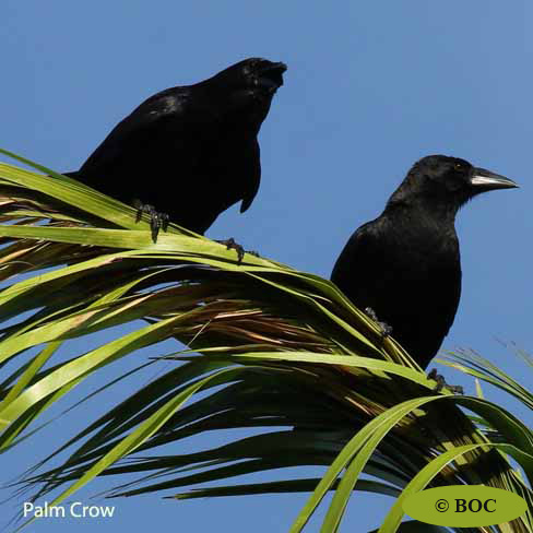 Palm Crow | Birds of Cuba | Cuban Birds