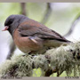 Juncos - North American Birds - Birds of North America