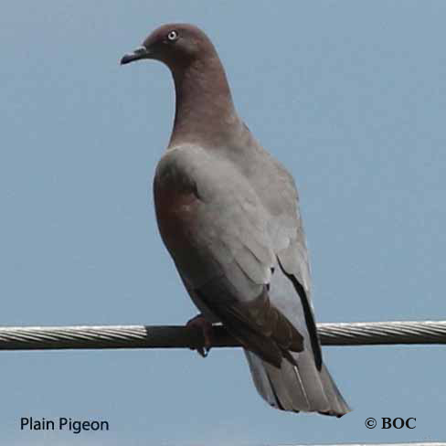 Plain Pigeon | Birds of Cuba | Cuban Birds