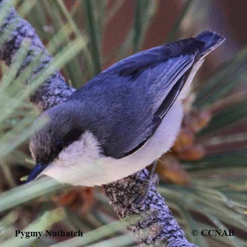 Pygmy Nuthatch (Sitta pygmaea) - North American Birds - Birds of North ...