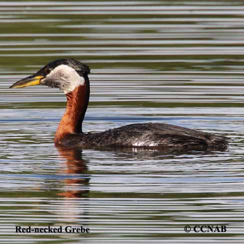 Red-necked Grebe (Podiceps grisegena) - North American Birds - Birds of ...