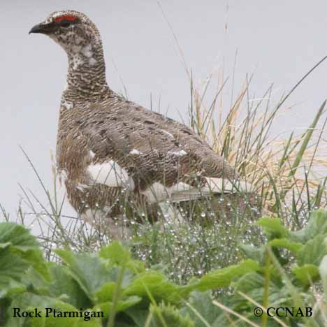 Rock Ptarmigan (Lagopus muta) - North American Birds - Birds of North ...