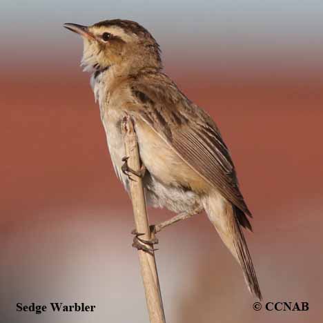 Sedge Warbler (Acrocephalus schoenobaenus) - North American Birds ...