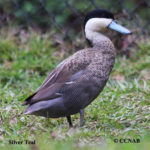 Silver Teal - North American Birds - Birds of North America