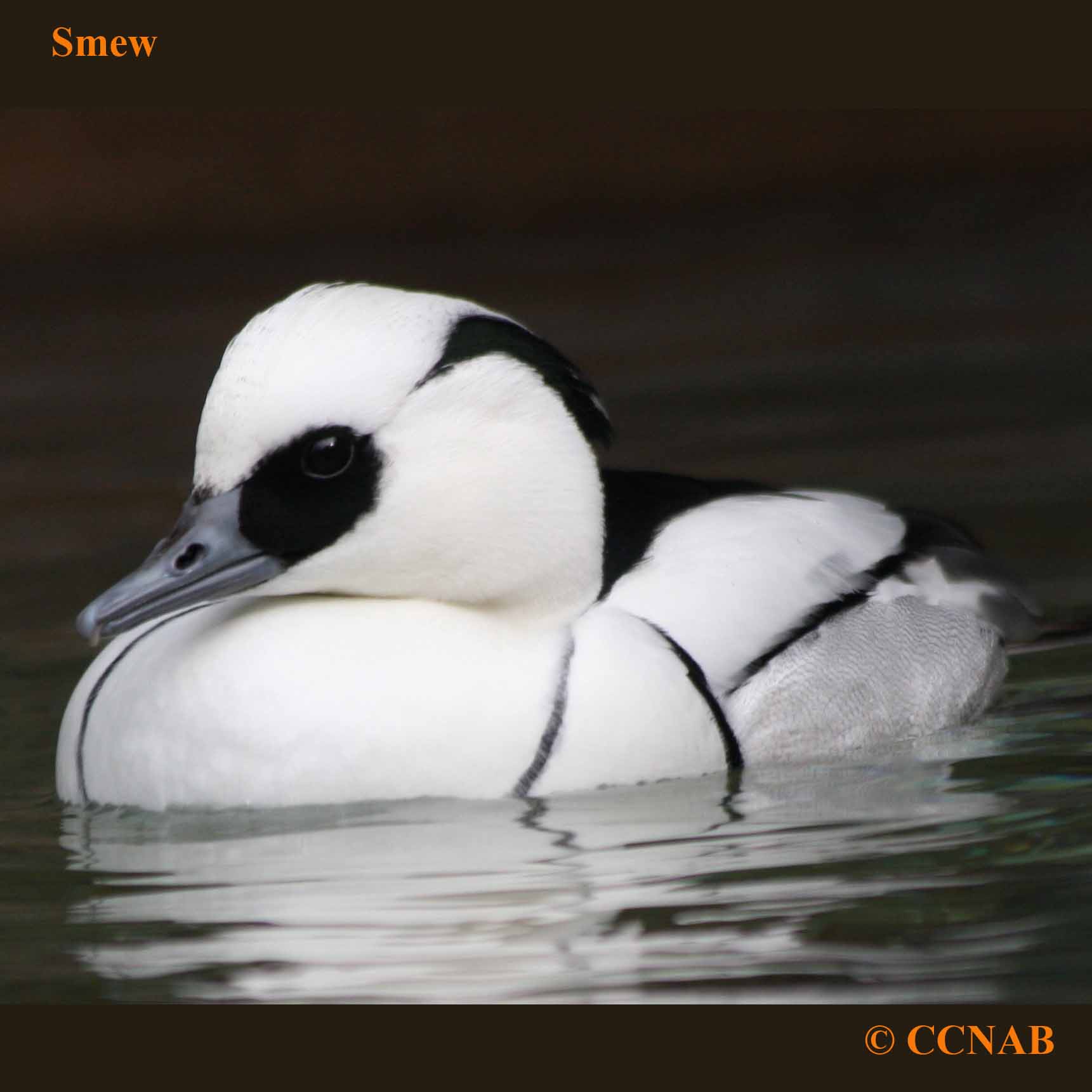 Smew - North American Birds - Birds of North America