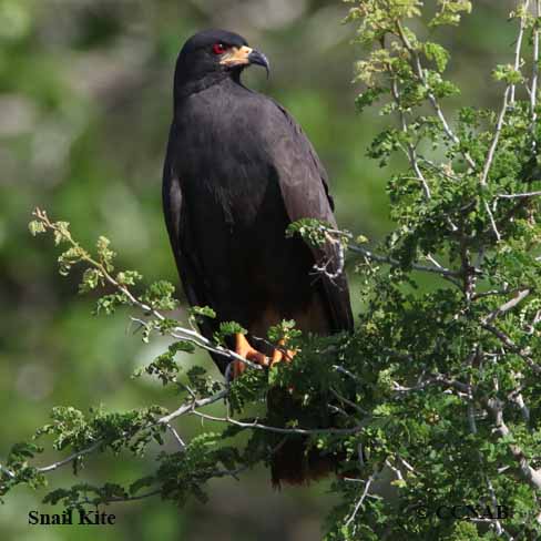Snail Kite (Rostrhamus sociabilis) - North American Birds - Birds of ...