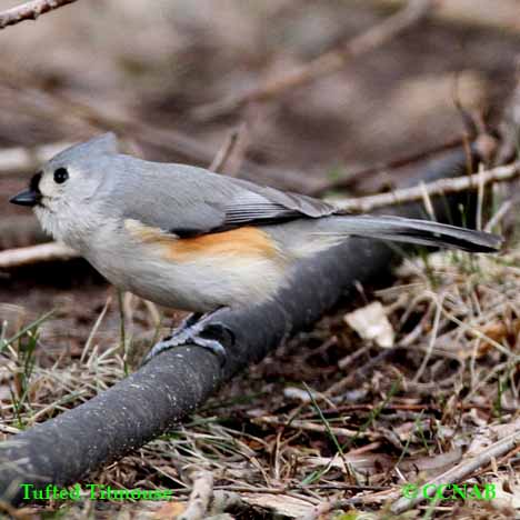 Tufted Titmouse - North American Birds - Birds of North America